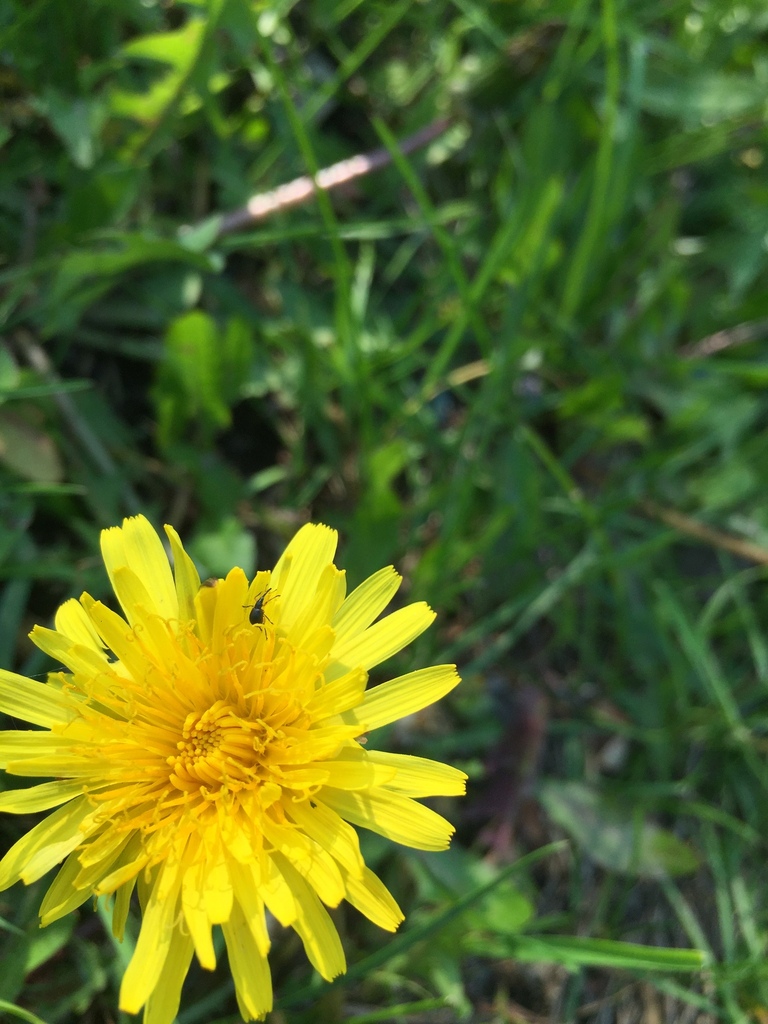 Protapion fulvipes from Ulitsa Imeni Baumana Gorodok, 2 строение 14 ...