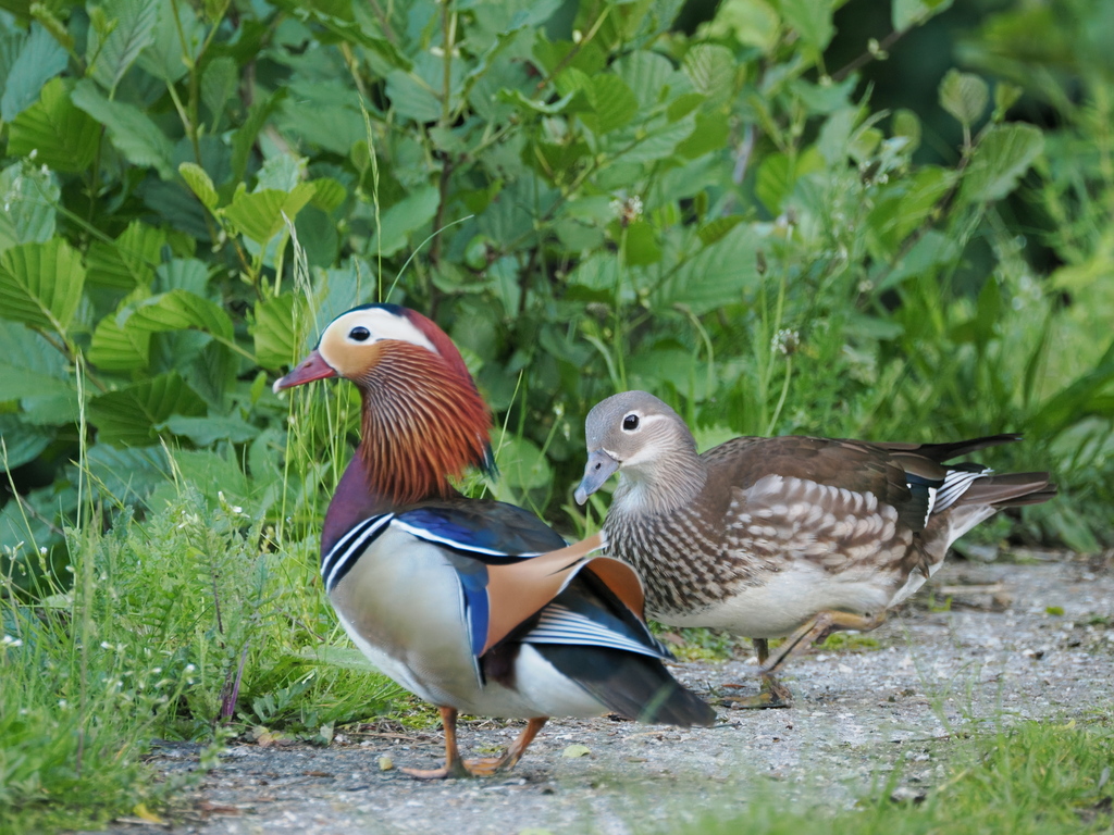 Mandarin Duck from Auderghem, Belgium on May 16, 2024 at 07:18 PM by ...