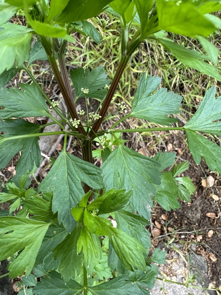 Celery from Clairemont Mesa West, San Diego, CA, US on May 17, 2024 at ...