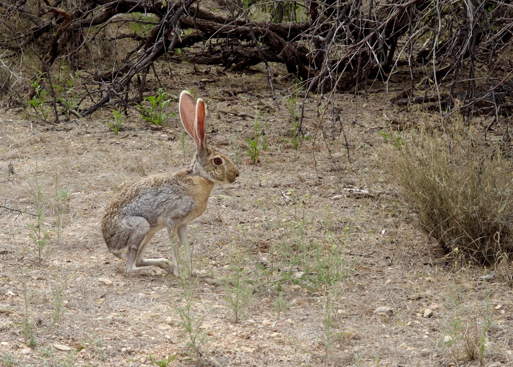Antelope Jackrabbit from Saguaro National Park East, Arizona, USA on ...
