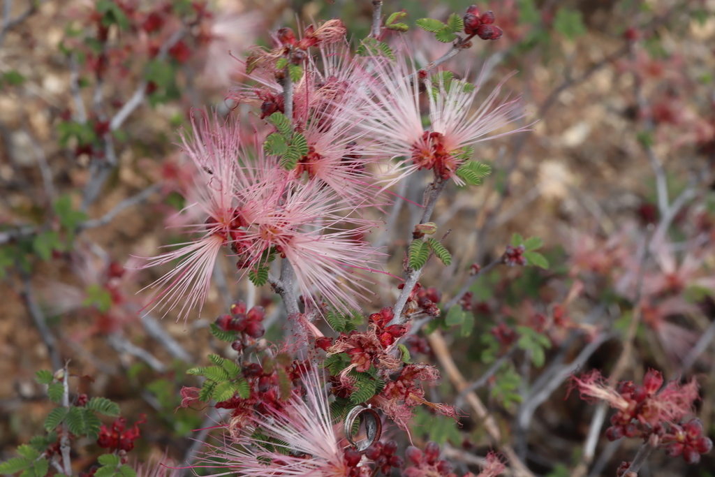 pink fairy-duster (Maricopa Native Seed Library) · iNaturalist