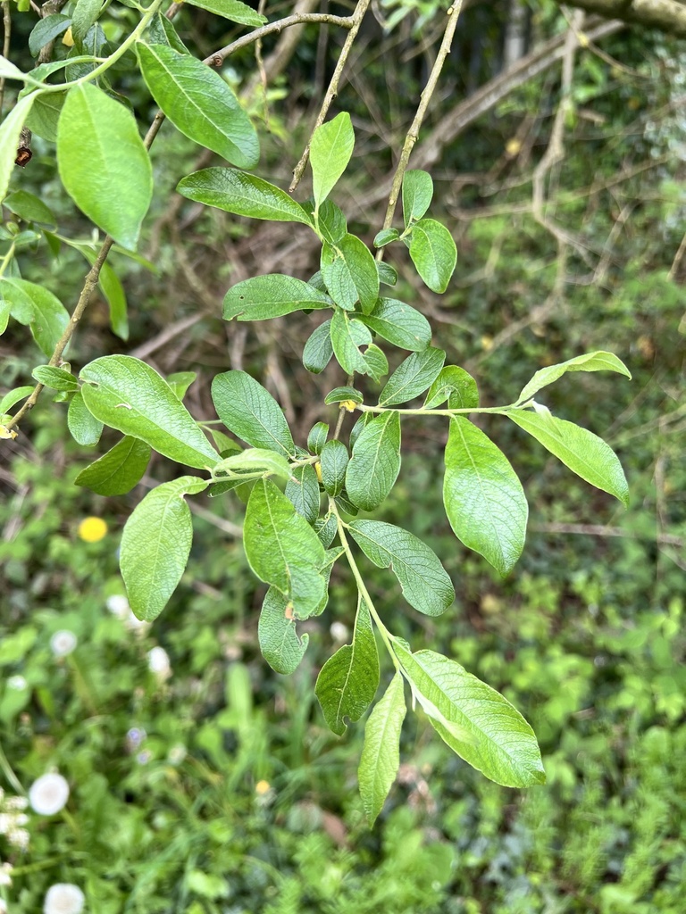 Rusty Willow from Littleton Grove, Wigan, England, GB on May 8, 2024 at ...