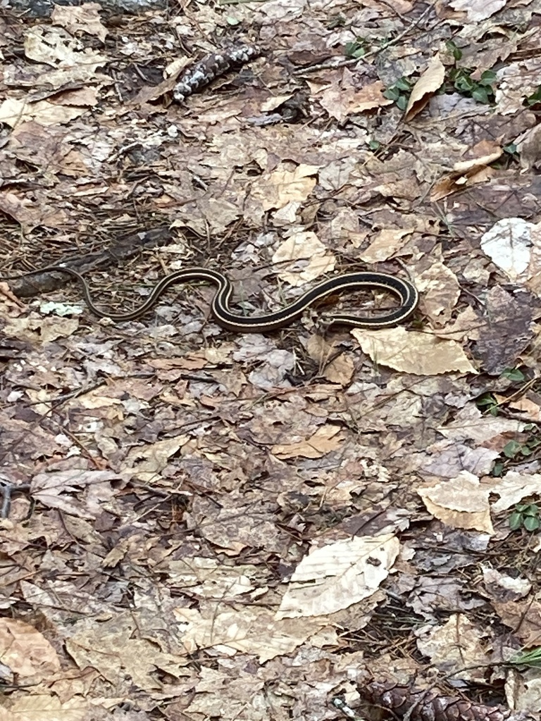 Common Garter Snake from White Trail, Northwood, NH, US on April 13 ...