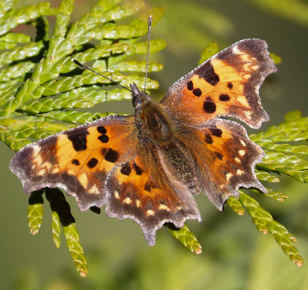 Green Comma from Bonner County, ID, USA on April 20, 2024 at 02:09 PM ...
