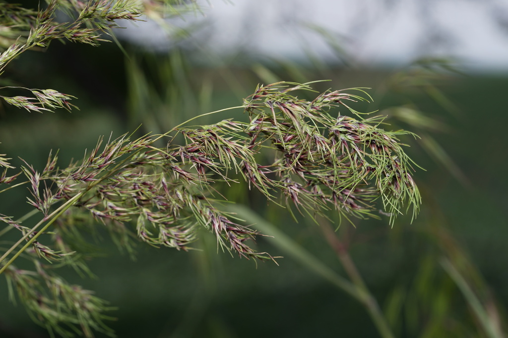 Bulbous Bluegrass from Cottonwood Rd, Walla Walla, WA, US on May 17 ...