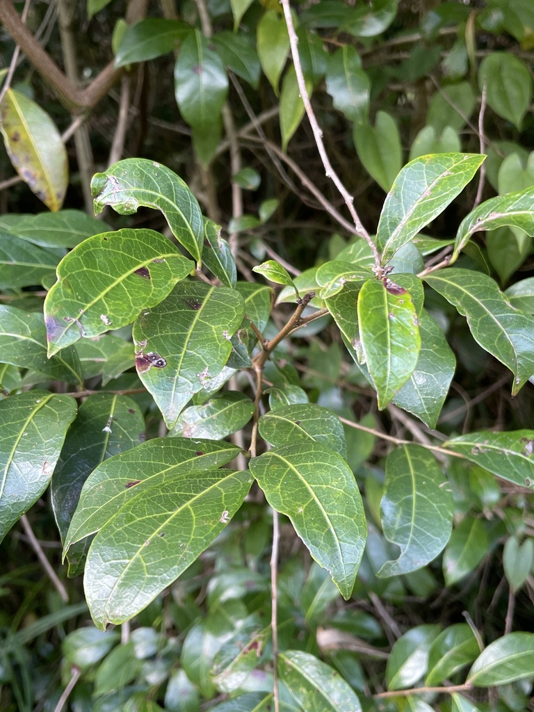 Cheese Tree from Glenrock State Conservation Area, Whitebridge, NSW, AU on May 18, 2024 at 09:53 ...