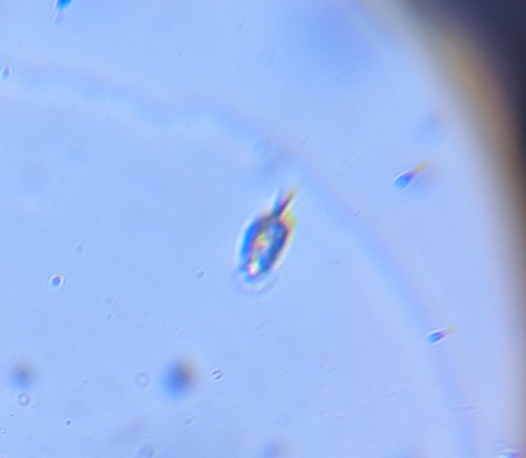 Ploima from Lake View Township, MN, USA on May 17, 2024 at 06:55 PM by ...