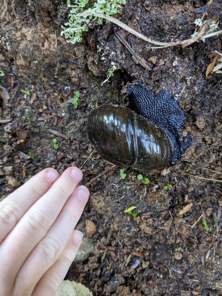 Kauri Snail from Nihotupu, Auckland 0604, New Zealand on May 18, 2024 ...