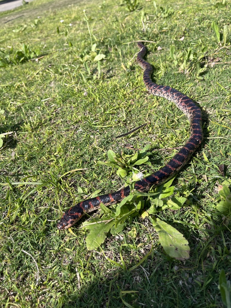 Red-banded Snake from Bo'en Customs, Shanghai, CN on May 18, 2024 at 08 ...