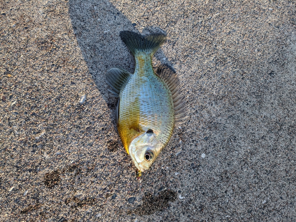 Bluegill from Oregon, OH 43616, USA on May 17, 2024 at 07:58 PM by ...