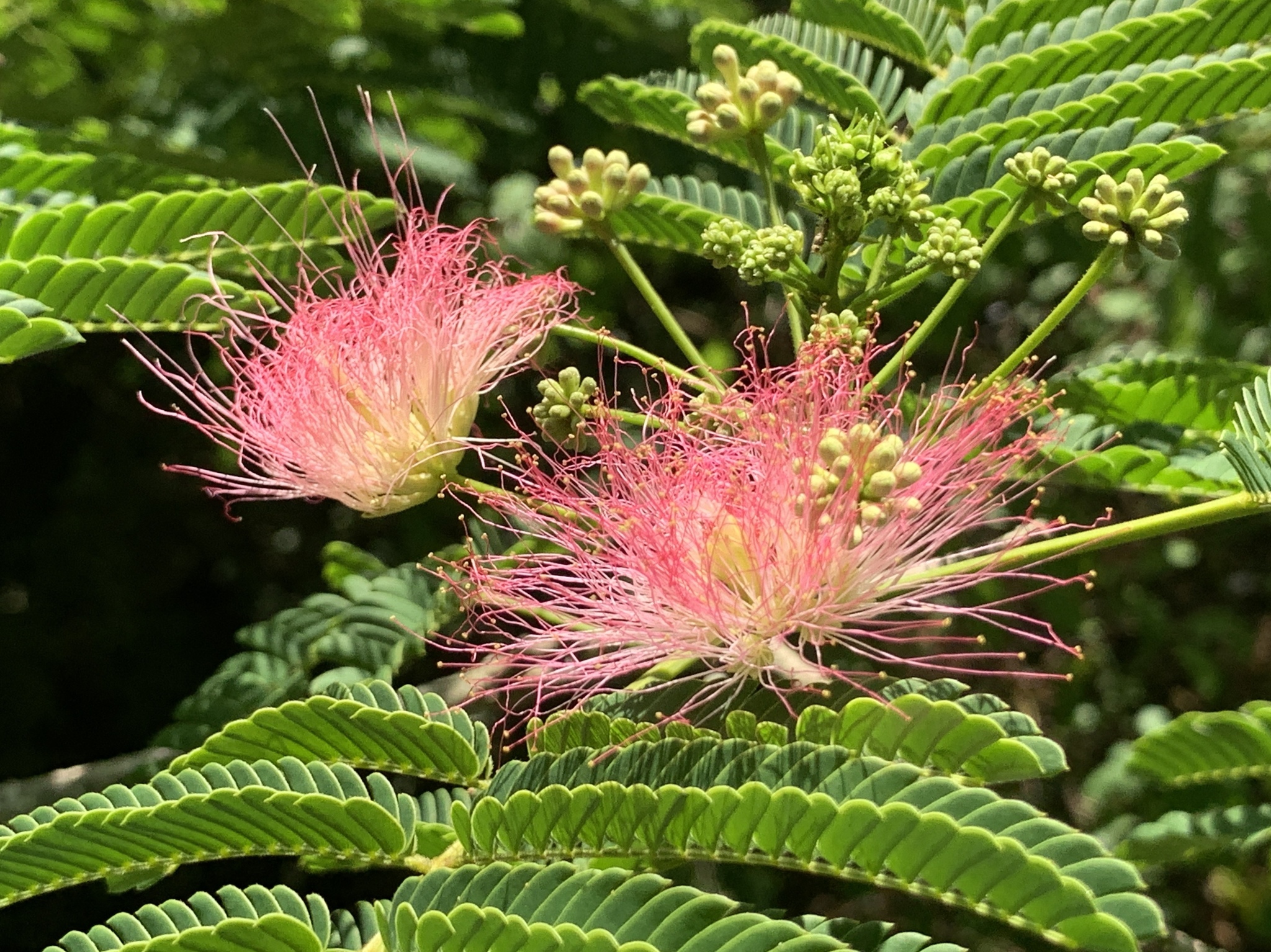 Mimosa Tree Bark Dmt