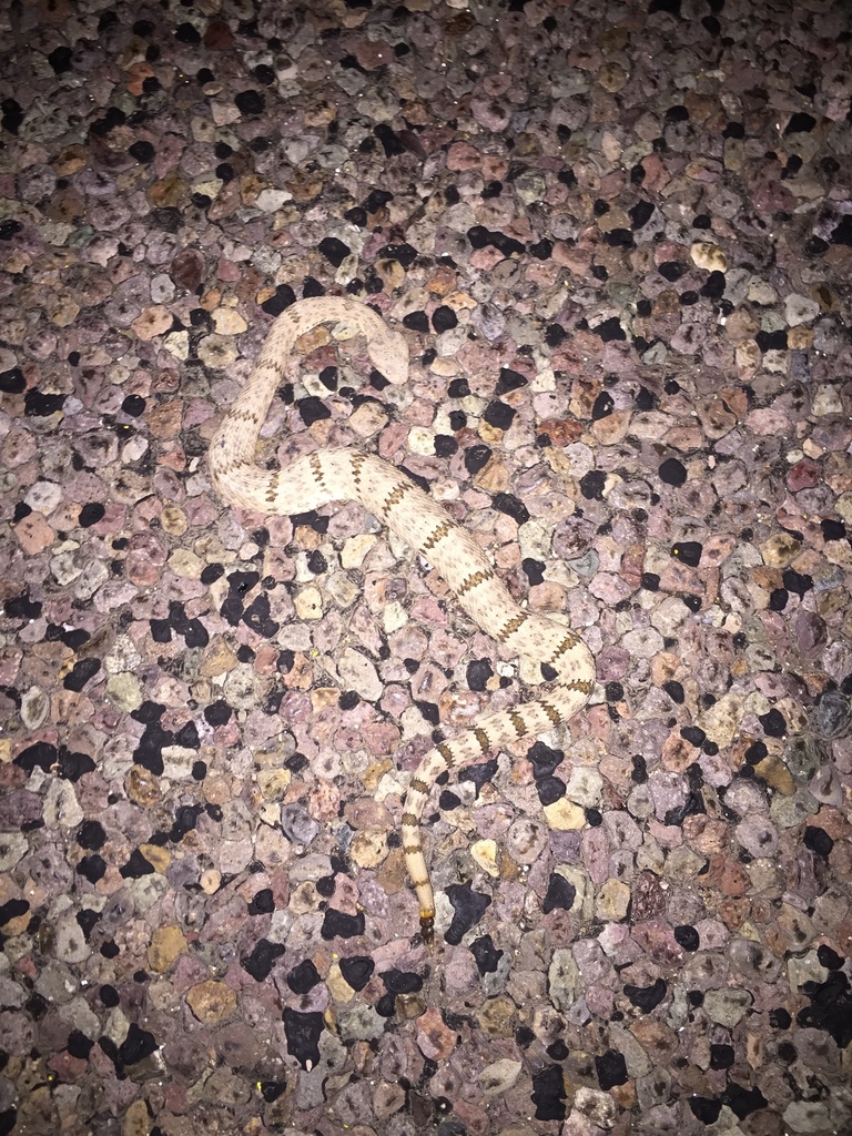 Mottled Rock Rattlesnake from Brewster, Texas, United States on June 15 ...