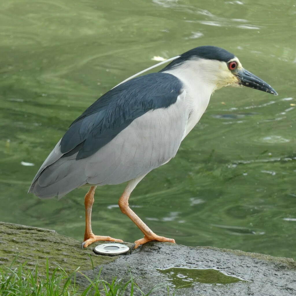 Black-crowned Night Heron from West Lake, Hangzhou on May 11, 2024 at ...