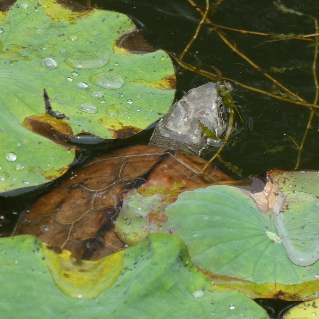 Chinese Pond Turtle in May 2024 by Grace Gillard · iNaturalist