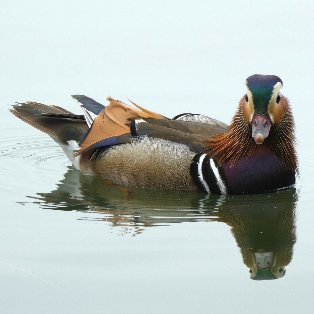 Mandarin Duck from West Lake, Hangzhou on May 11, 2024 at 04:52 PM by ...