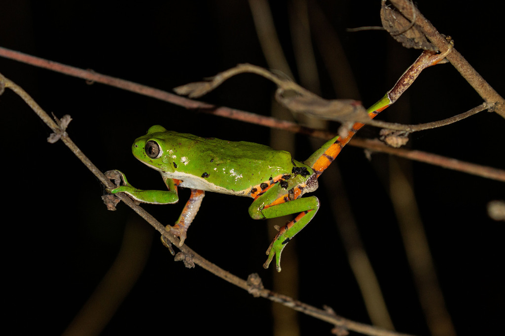 Pithecopus gonzagai from Caiçara do Rio do Vento - RN, Brasil on May 14 ...