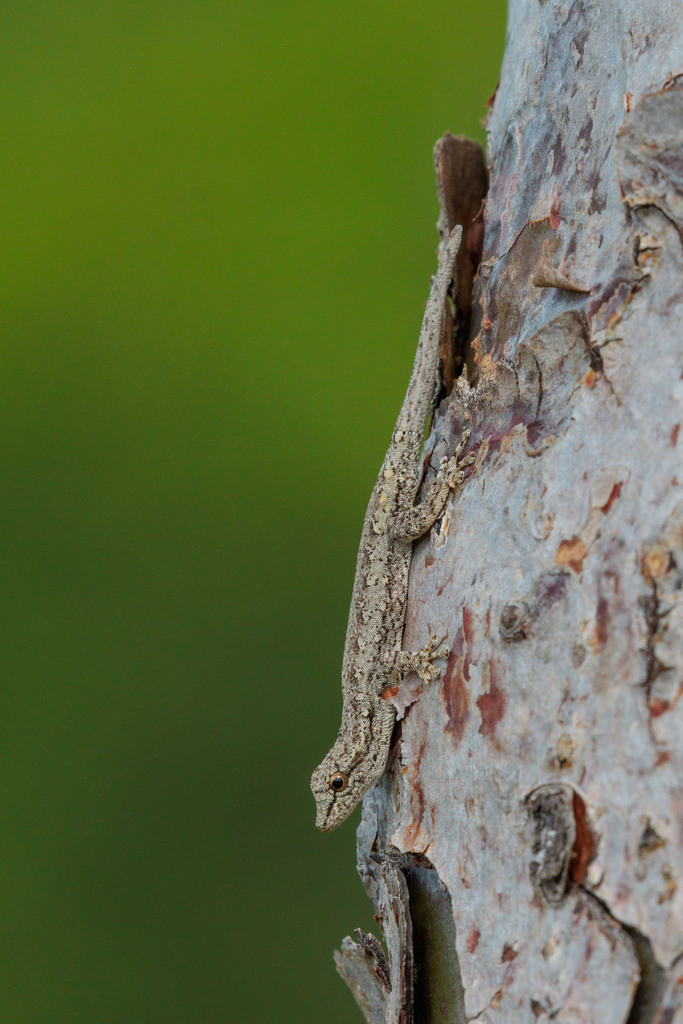 Kluge's Dwarf Gecko from Caiçara do Rio do Vento - RN, Brasil on May 15 ...