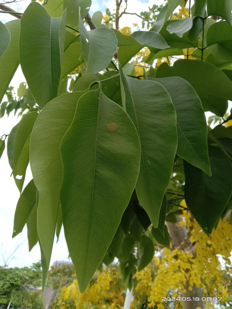 Golden shower tree from Kaohsiung, TW-KH, TW on May 18, 2024 at 08:08 ...