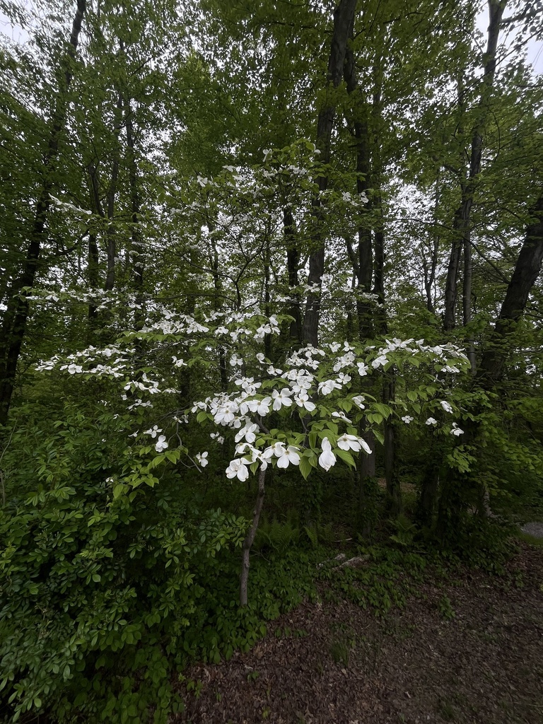 flowering dogwood from Charles T. Church - Shu Swamp, Mill Neck, NY, US ...