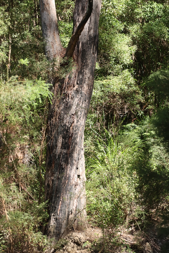 gum trees from Wilsons Promontory VIC 3960, Australia on March 1, 2024 ...