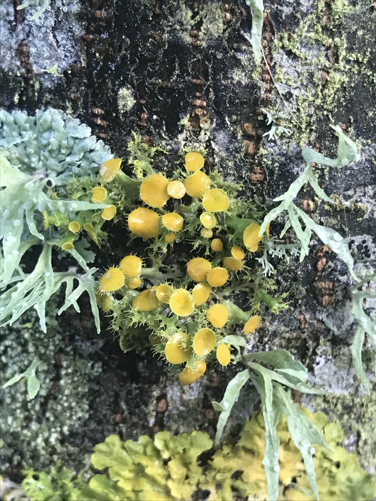 Golden-eye Lichen from South Island / Te Waipounamu, Spring Creek ...