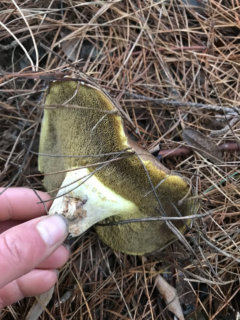 Slippery Jacks from South Island / Te Waipounamu, Havelock, Marlborough ...