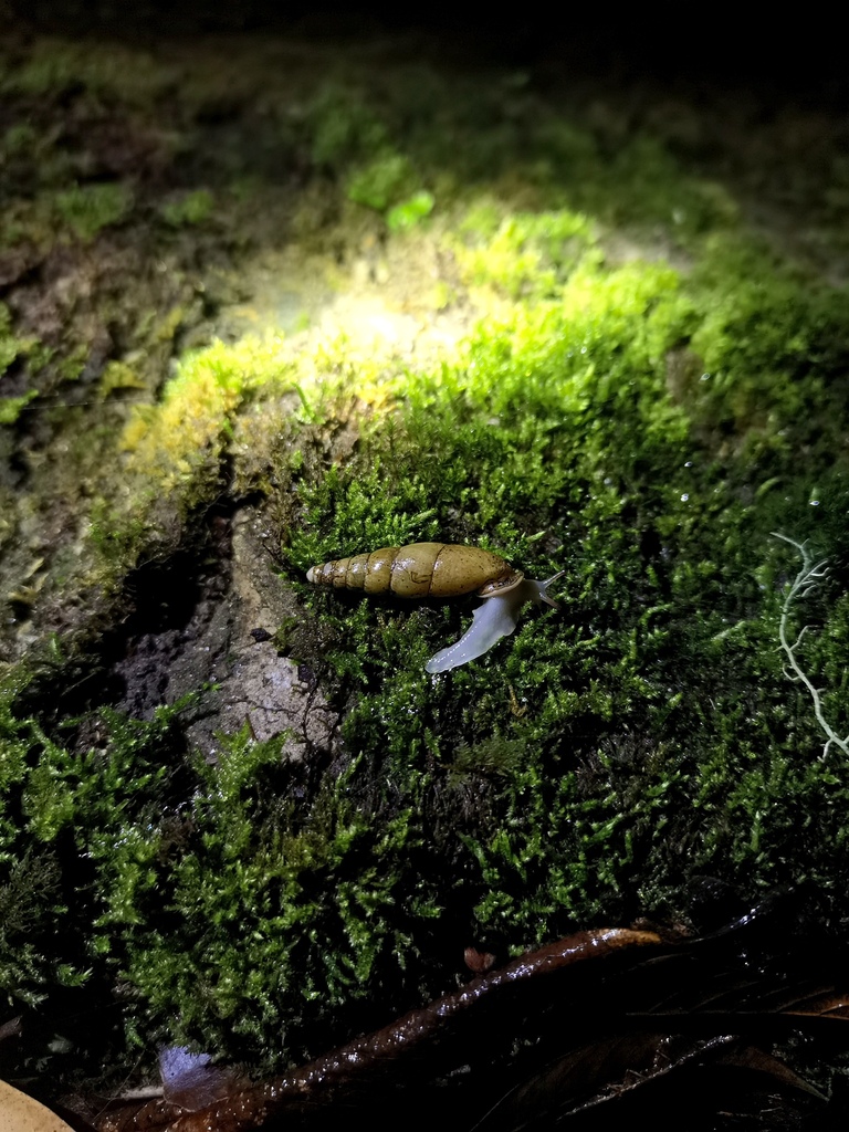 Synprosphyma in May 2024 by observe-syz. nor · iNaturalist