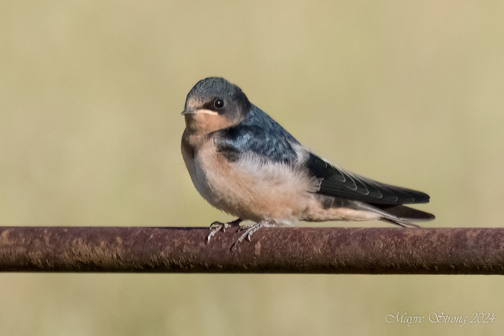 Barn Swallow from Denton County, TX, USA on May 17, 2024 at 08:26 AM by Mayve · iNaturalist