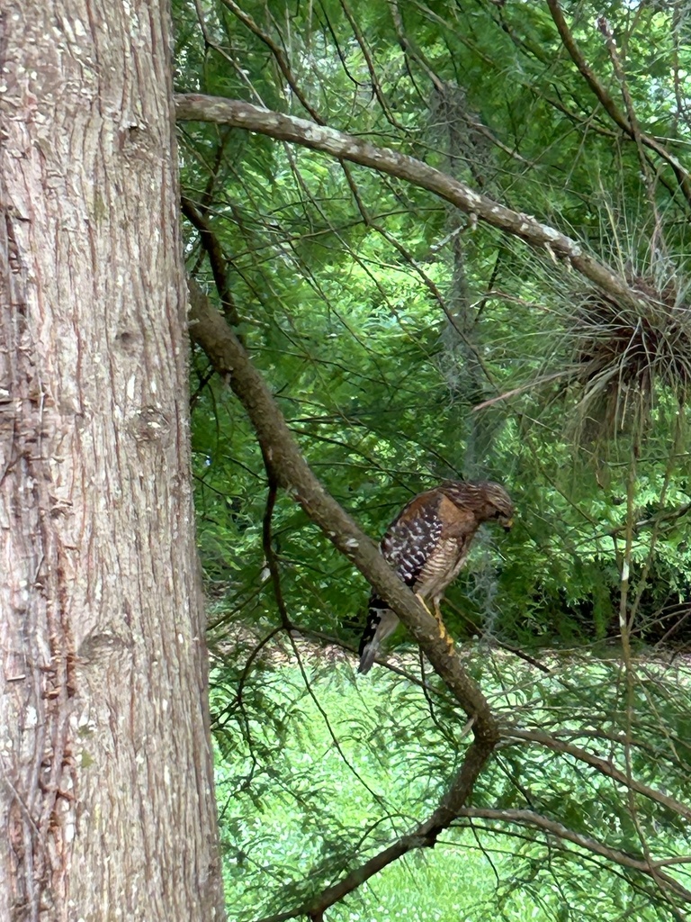 Red-shouldered Hawk in May 2024 by cynthia_fl · iNaturalist