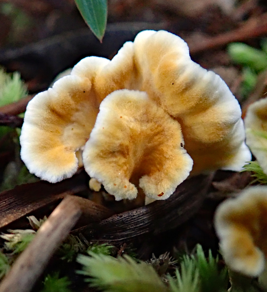 Podoserpula pusio pusio from Auckland, North Shore, Kendall Bay on May ...