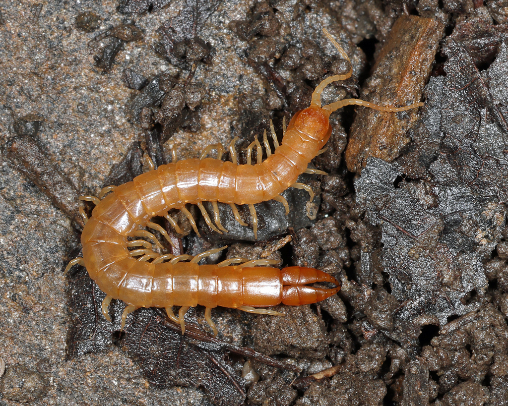 Big-leg Centipede from Sugar Creek Rd, West Virginia 25812, USA on May ...