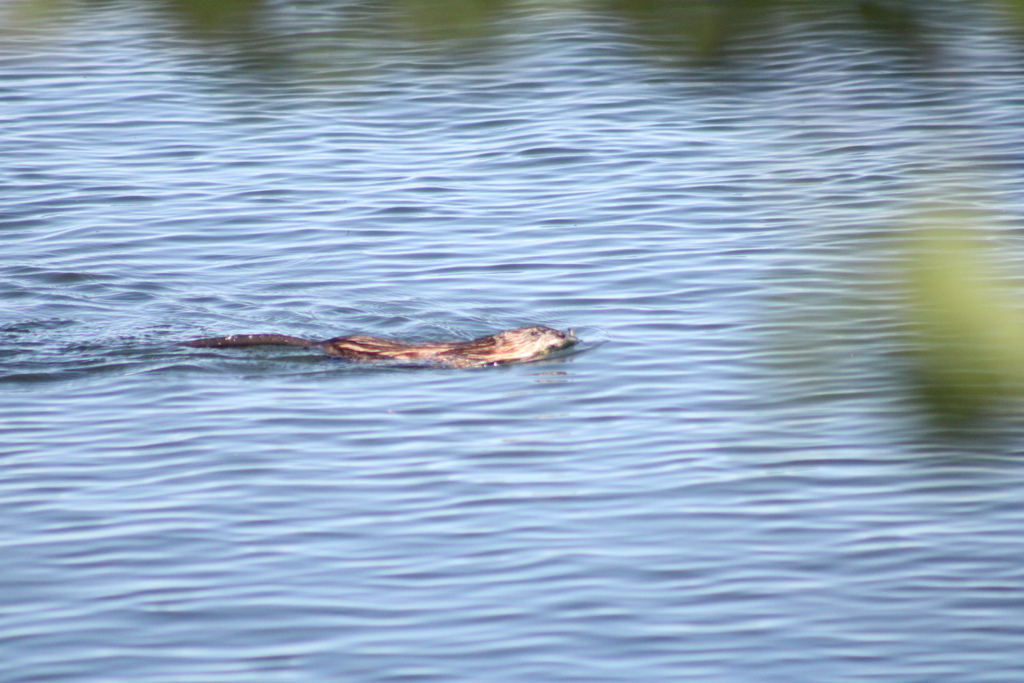 Muskrat from Madison, WI, USA on May 10, 2024 at 02:20 PM by Jaen Muñoz ...