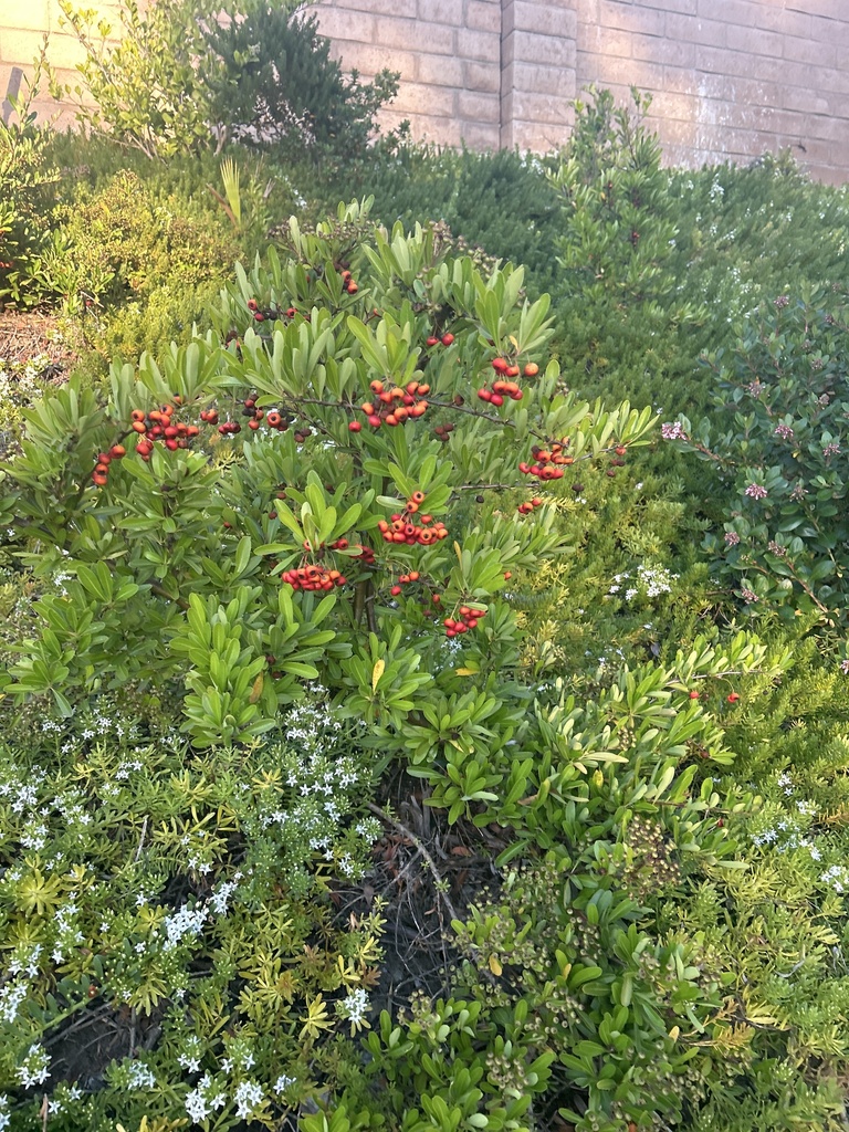 Maleae from Via del Paso, Winchester, CA, US on May 17, 2024 at 07:07 ...