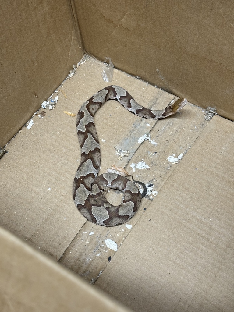 Eastern Copperhead in April 2024 by lauraannmerritt · iNaturalist