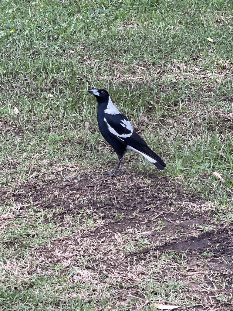 Australian Magpie from James St, Melrose Park, NSW, AU on May 18, 2024 ...