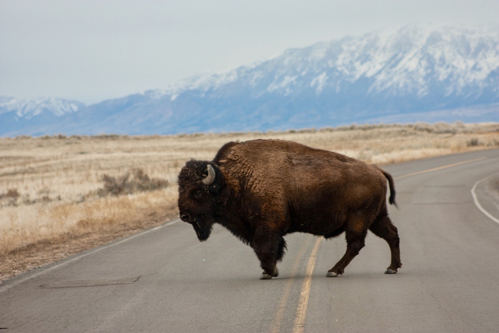 Plains Bison from Antelope Island State Park, West Bountiful, UT, US on ...