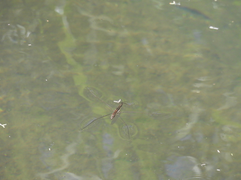 Giant Water Strider in May 2024 by renshuchu · iNaturalist
