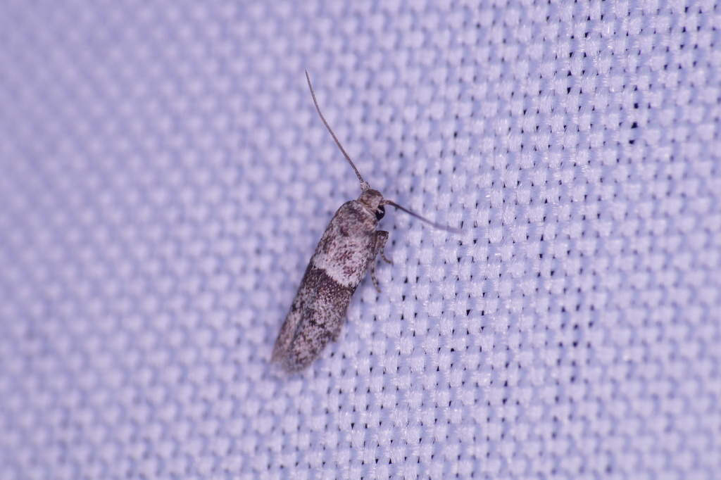 Blastobasis from Big Pine Key, FL 33043, USA on May 11, 2024 at 10:28 ...