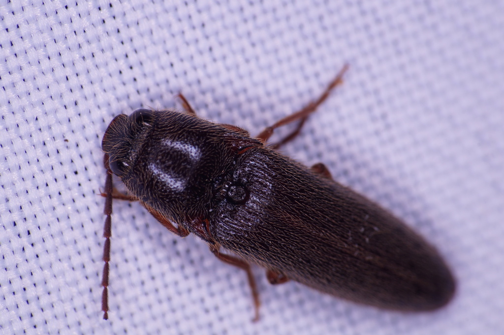 Dipropus simplex from Big Pine Key, FL 33043, USA on May 11, 2024 at 10 ...