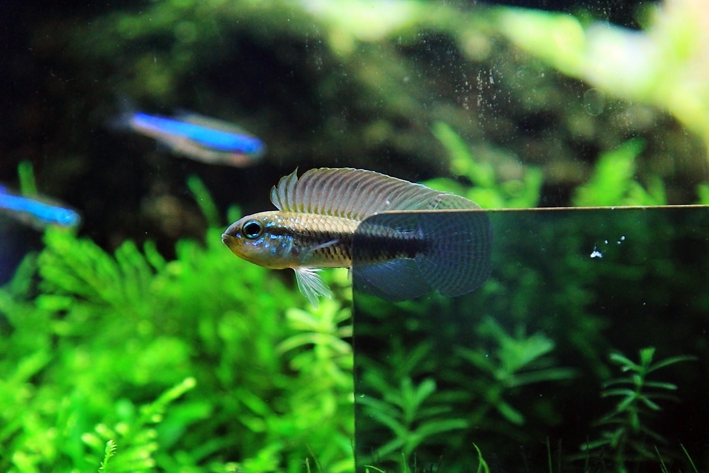 Thread-finned Dwarf Cichlid (Apistogramma iniridae) - Marine Life ...