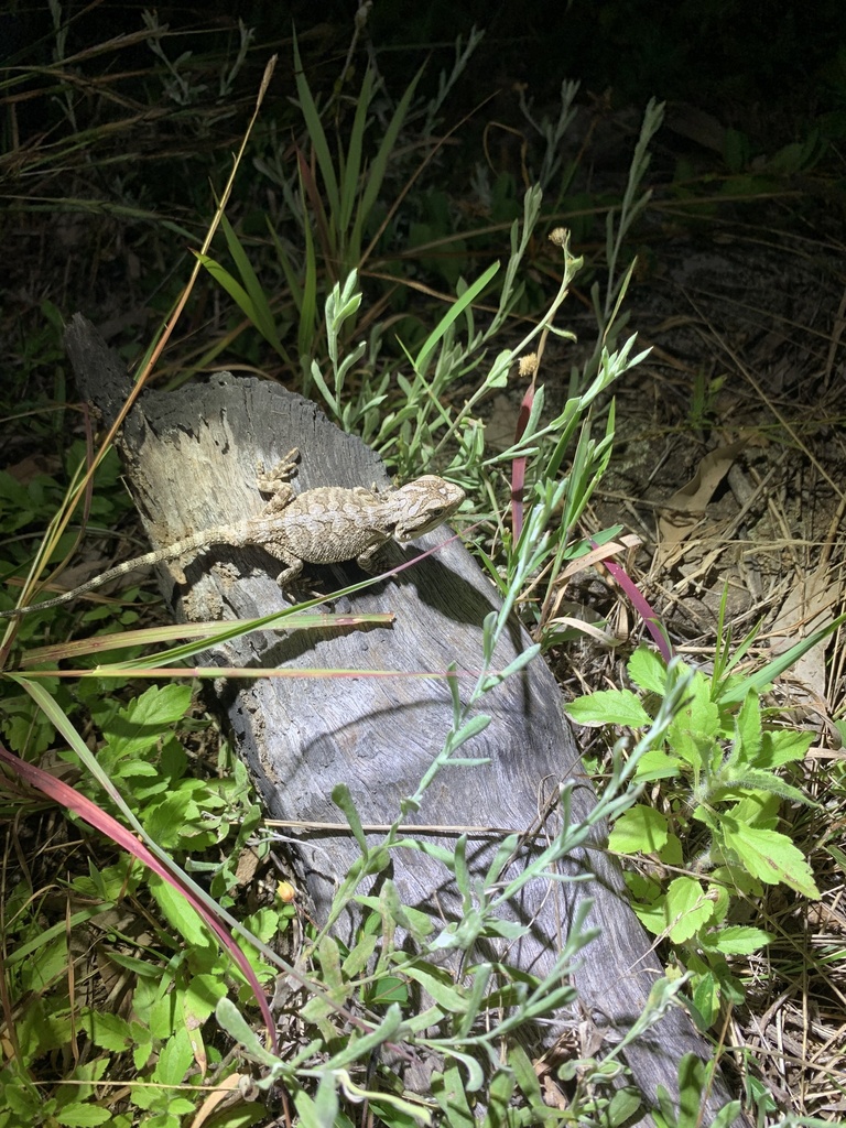 Eastern Bearded Dragon from Kilcoy Murgon Rd, Monsildale, QLD, AU on ...
