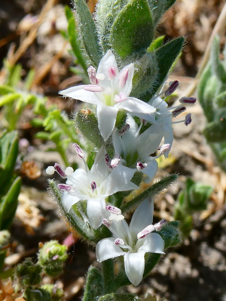 Alkali Weed from Colusa County, CA, USA on May 15, 2024 at 09:37 AM by ...