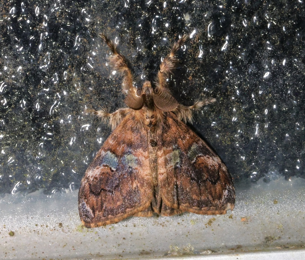 Cocoa Tussock Moth in May 2024 by sk2 · iNaturalist