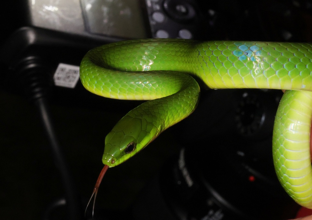 Chinese Green Snake in May 2024 by sk2 · iNaturalist