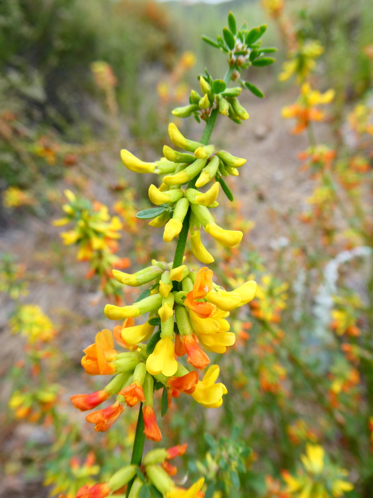 deerweed from San Diego County, CA, USA on May 16, 2024 at 10:49 AM by ...