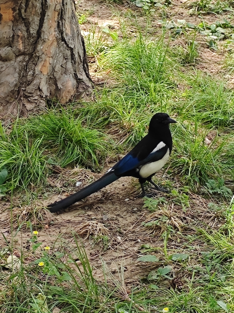 Oriental Magpie from 北京市 on May 18, 2024 at 11:52 AM by horpt · iNaturalist