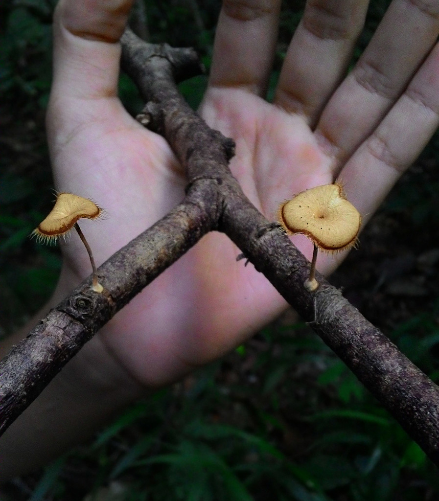 Lentinus flexipes from Parque Botânico on May 24, 2016 at 04:13 PM by ...