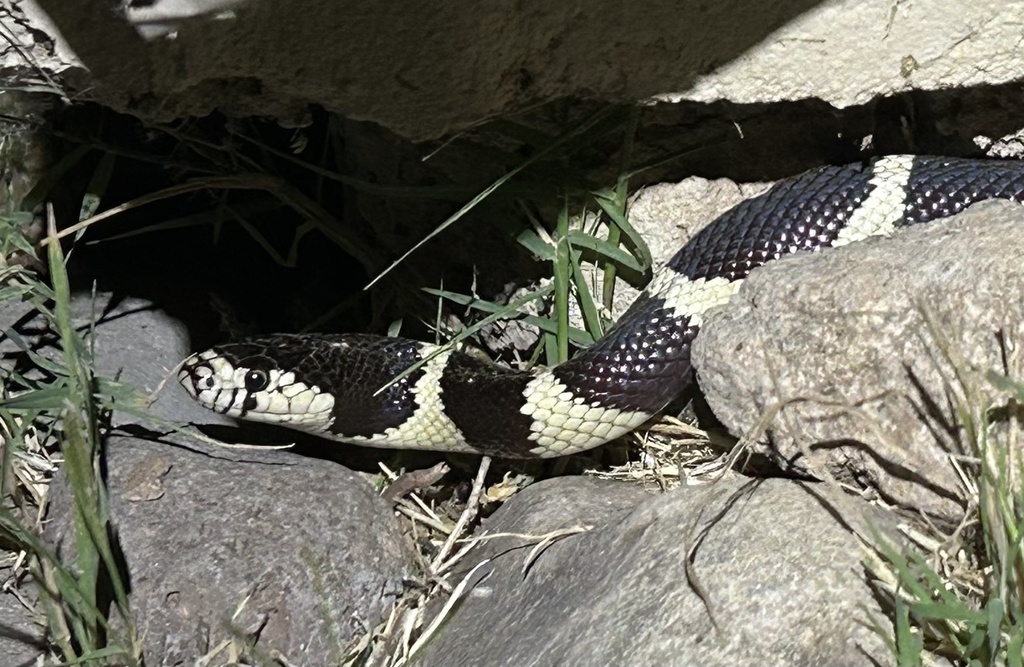 California King Snake in May 2024 by Eric Hough · iNaturalist