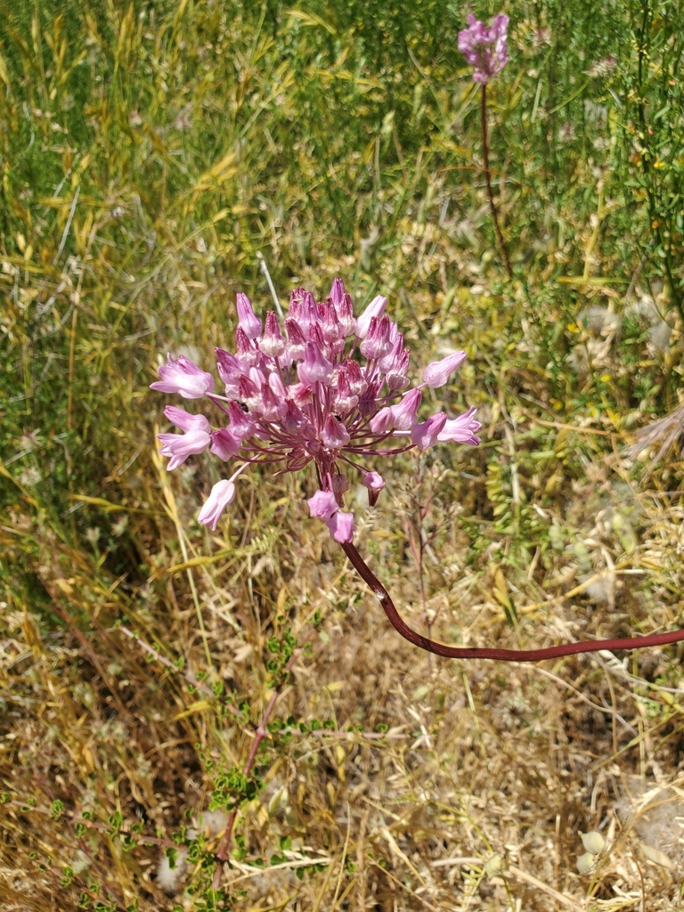 twining snakelily in May 2024 by Jessica Hadden · iNaturalist