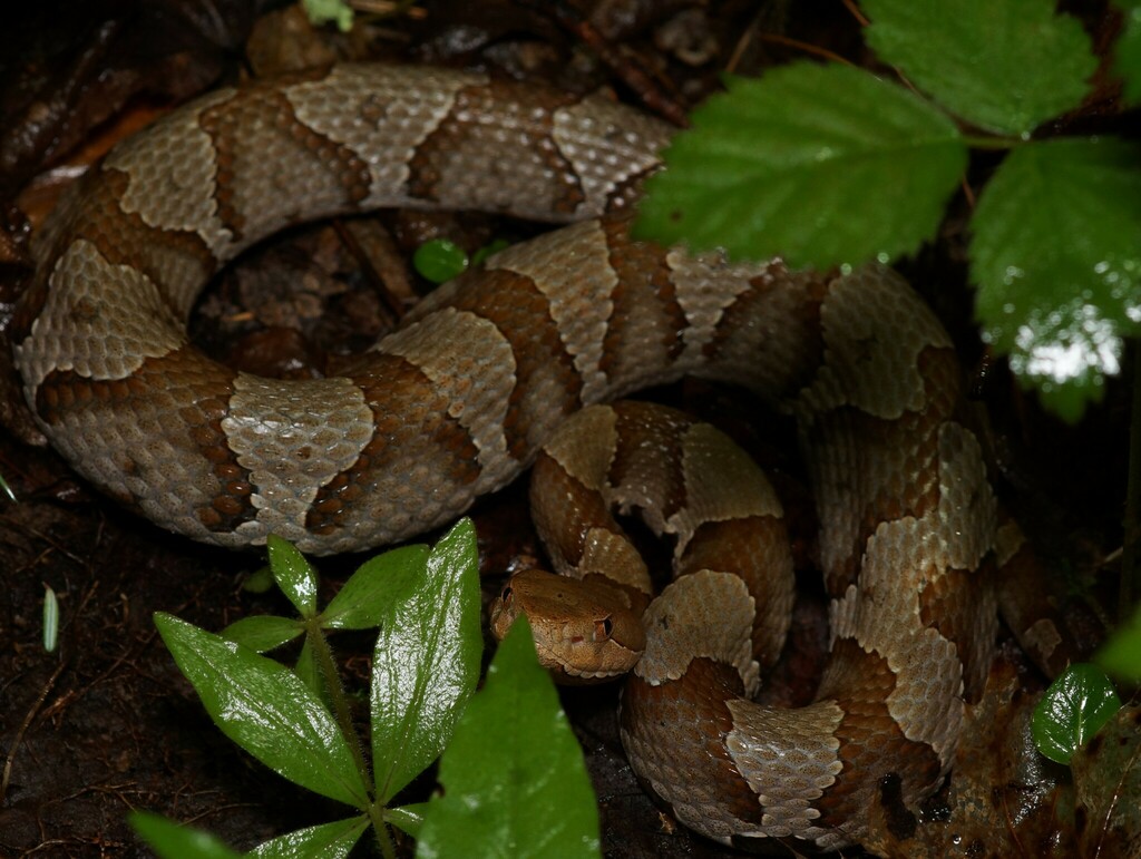Eastern Copperhead in May 2024 by Max Ramey · iNaturalist